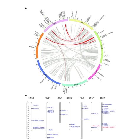 Identification Of Paralogous And Tandem Duplication Genes Of Rcmikc C Download Scientific