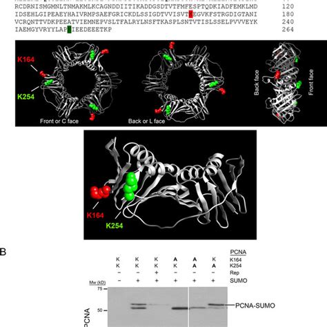 A Geminivirus Begomovirus Genome Structure In Monopartite And