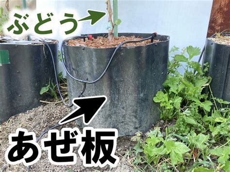 あぜ板でぶどう栽培やってみた地植えとプランターや鉢の差は大きい