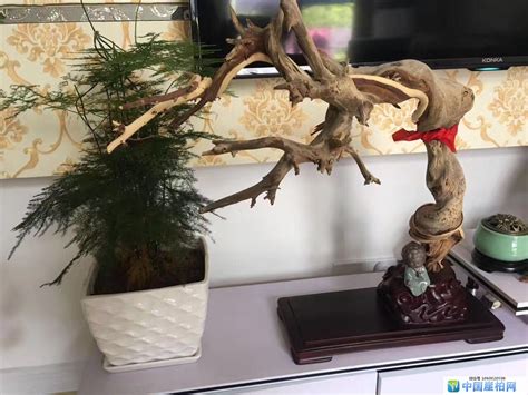 揭秘剖析崖柏价格背后的秘密 中国崖柏网