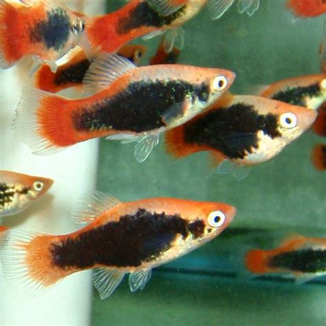 Platy Fire Tux Carolina Aquatics