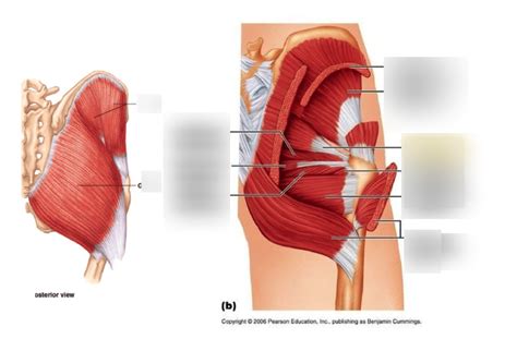 Gluteal Region Diagram Quizlet
