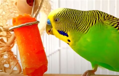 Can Parakeets Eat Carrots 100 Healthy Diet Bird Guidance