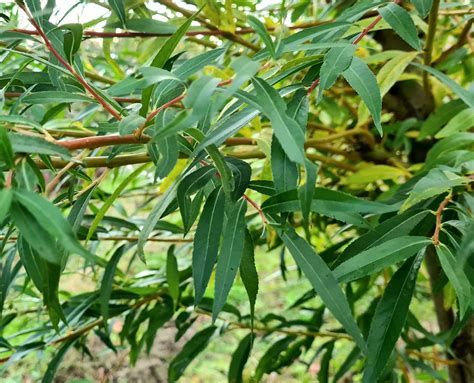 Salix Vitellina Caragh Nurseries