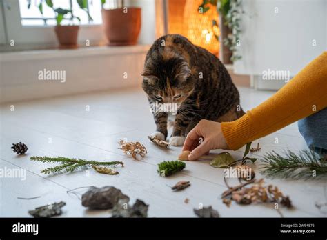 Pet Owner Entertaining Her Lazy Fluffy Cat Teaches Her To Distinguish Smells Sitting On Floor