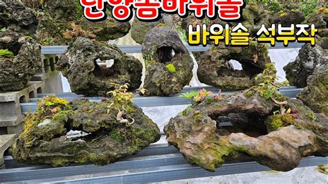 바위솔석부작이끼석화산석바가지돌관통석단양바위솔 Youtube