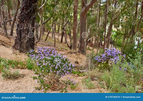 The Tree Token Of A Type Tree Universal Plant In All Types And