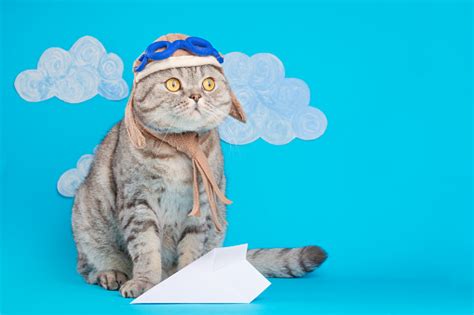 고양이 귀여운 비행 조종사 마스크와 고글 디자인을 위한 공간을 한 비행기 조종사의 스코틀랜드 Whiskas 파일럿 슈퍼 고양이