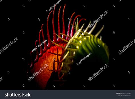 3344 Venus Fly Trap 图片、库存照片和矢量图 Shutterstock