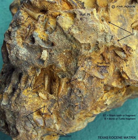 Texas Eocene Shark Tooth Matrix Member Collections The Fossil Forum