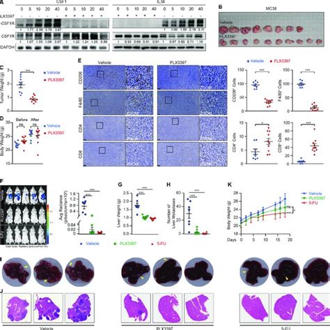 Csf1r Expression Is Enriched In Tumor Associated Macrophages Tams And Download Scientific