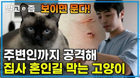 결혼해야 되는데 고양이 때문에 망설여져요 집사와 여자친구까지 공격하는 고양이 멈추지 않는 입질의 원인은 이것