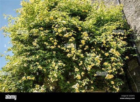 Rosa banksian in flower in UK Stock Photo - Alamy