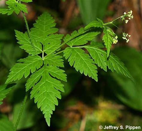 Osmorhiza Sweet Cicely Sweetroot