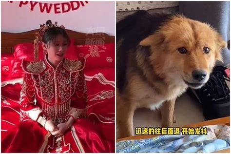見新娘姐姐化妝後出閣愣2秒 小黑嚇到「飛機耳倒退嚕」狂發抖 Ettoday寵物雲 Ettoday新聞雲