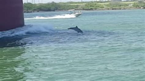 Red Dragon Pirate Cruises Port Aransas Tx Top Tips Before You Go