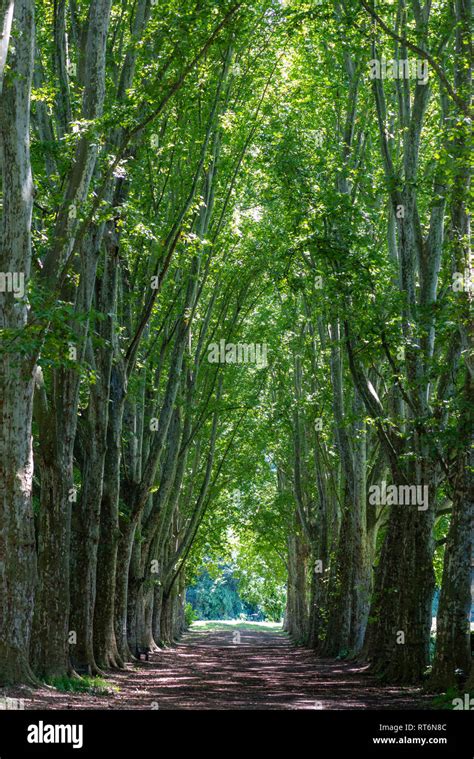 Avenue Of Plane Trees In The National Botanical Gardens Of The Natal