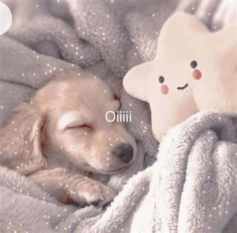 Oiiiii Fotos De Cachorro Fofos Imagens De Gato E Cachorro Imagens De Cachorro