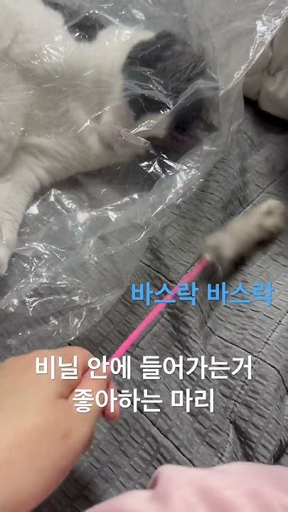 커다란 비닐 속에 들어가는걸 좋아해요 ㅎㅎ 고양이 고양이브이로그 고양이일상 고양이영상 Cat Catvideos