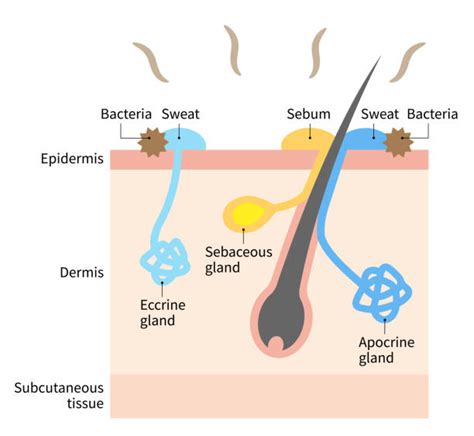 30 Apocrine Sweat Gland Stock Illustrations Royalty Free Vector