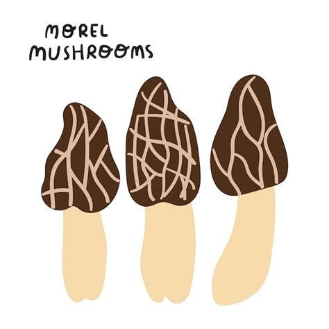 Premium Vector Vector Illustration Morel Mushrooms Hand Drawn