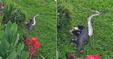 2 Monitor Lizards Eat Python Carcass In Potong Pasir Rsingaporer