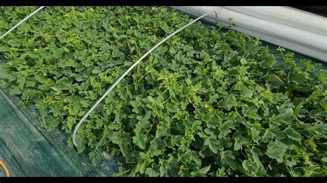 20220223성주참외사진 왜관농가 한번줄때 물량 비료량을줄이세요 항상증발하는범위 분해하는범위내에서사용하세요 뿌리 잎줄기 꽃열매를 세부화하세요 Youtube