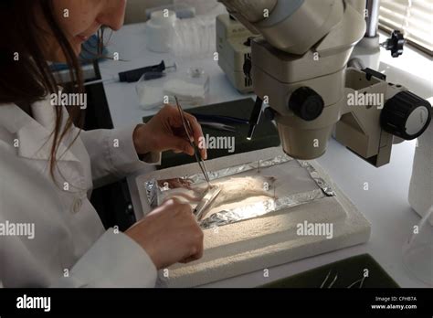 Biologist Dissecting Mouse In Laboratory During Biology Research Stock