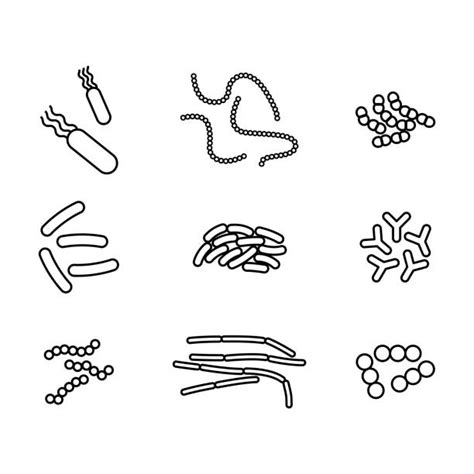 170 Streptococcus Thermophilus Ilustraciones Gráficos Vectoriales