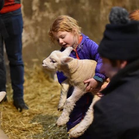Top Lambing Experiences In 2025 Go Rural
