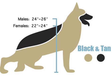 Height Cocker Spaniel Growth Chart