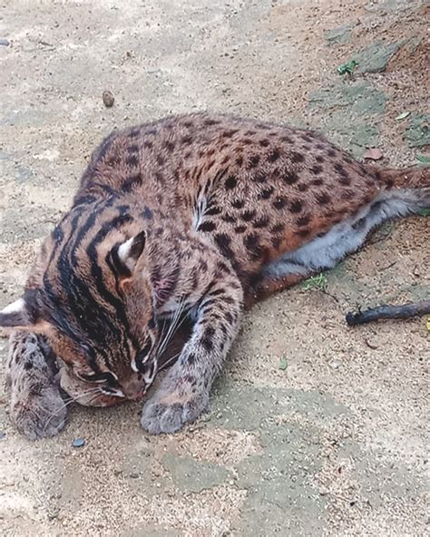 Berkeliaran Tanpa Induk Dua Anak Kucing Hutan Ini Ditemukan Warga Di Jambi