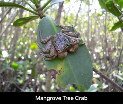 Mangrove Tree Crab Mangrove Tree Crab Ifunny Brazil