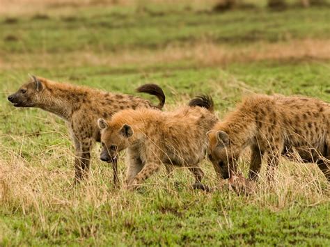 Spotted Hyena Facts Mating Habitat Skull Adaptations Diet Pictures