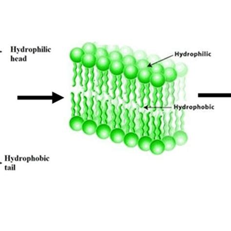 Lipid Bilayer Structure A Molecular Composition Of Phospholipid And Download Scientific