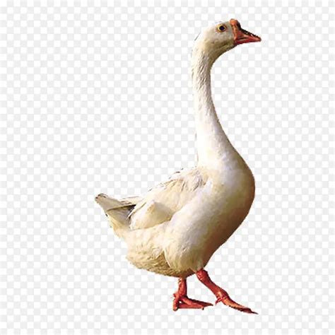 Png Png