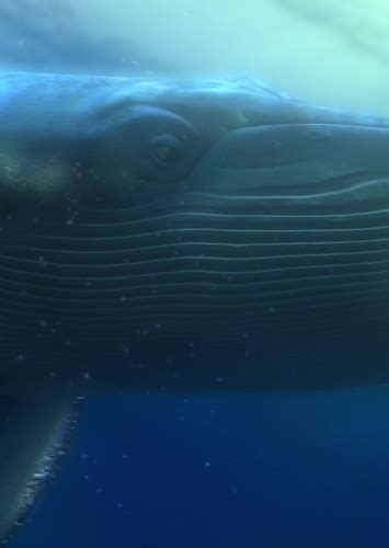 Tank Fan Casting For Finding Nemo Mycast Fan Casting Your Favorite