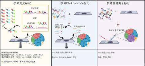 多重免疫荧光多重免疫组化及肿瘤微环境系列1淋巴细胞分析检测