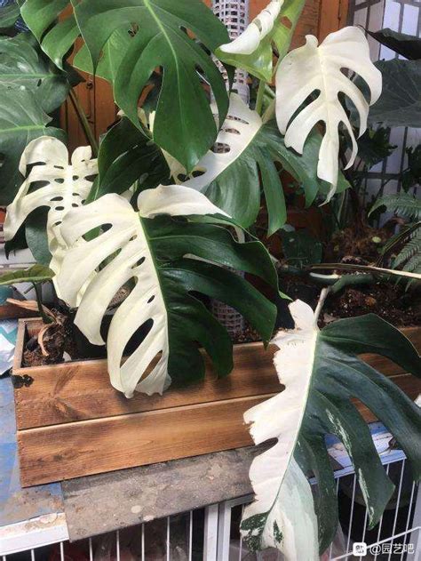 为什么白锦龟背竹这么贵 图片 PenJing8