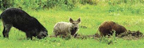Rutland Deer And Wildlife Management Managing Wild Deer And Boar For