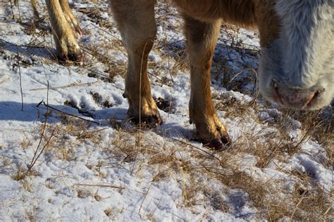 Kaki Sapi Kuku Closeup Sapi Muda Dewasa Besar Berdiri Di Tanah