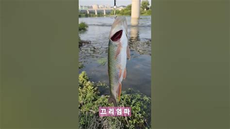 끄리 Shorts Youtube