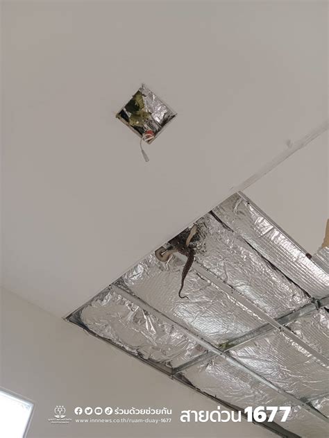 Homeowner Shocked By Python Hiding In Ceiling Thailandtv News