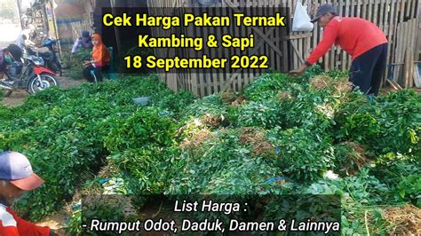Cek Harga Pakan Sapi Kambing September Youtube