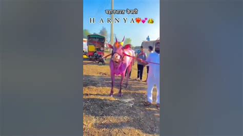 🔥महान भारत केसरी हरण्या 🔥बैलगाडा नाद बिनजोड Youtube