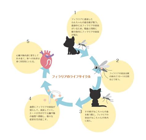 フィラリア症犬糸状虫症について 浦和の動物病院｜ねこのクリニック浦和