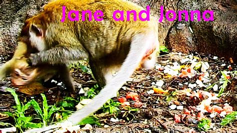 Monkey Janes Serious Food Protection A Must See Moment Youtube