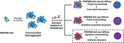 Dynamically Cross Linked Self Assembled Thermoresponsive Microgels With Homogeneous Internal