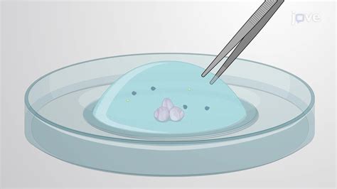 Embedding Drosophila Brain In A Matrix For Time Lapse Imaging Of The Circadian Clock Neurons