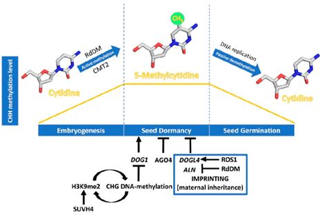 Dynamics Of CHH DNA Methylation Orange Line During Seed Development